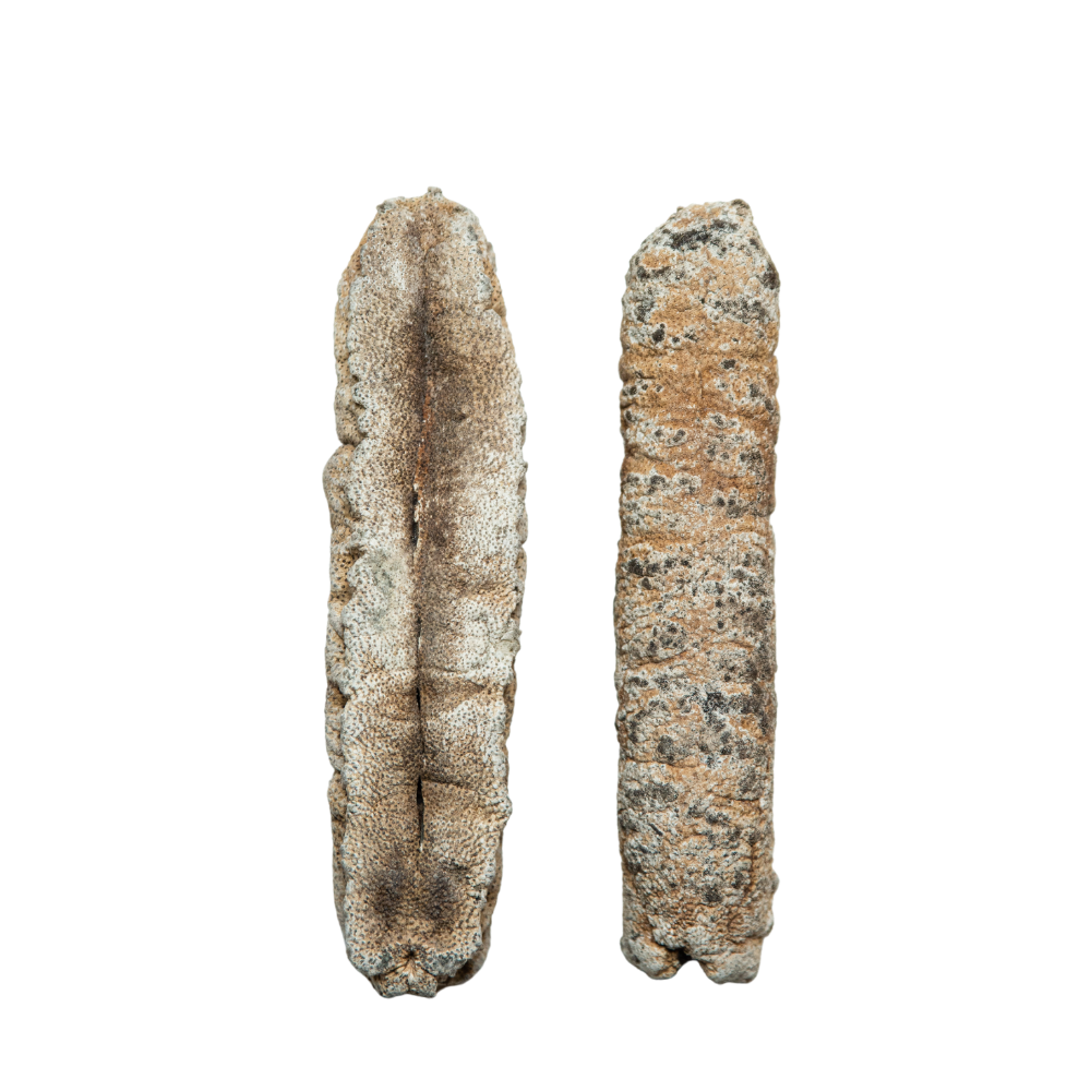 Seacucumber Consultancy